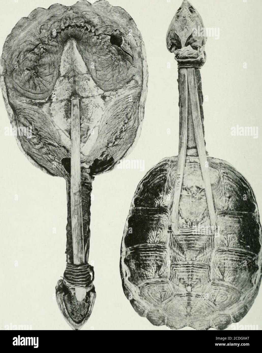 . Practice of medicine and surgery by the Canadian tribes in Champlain ...