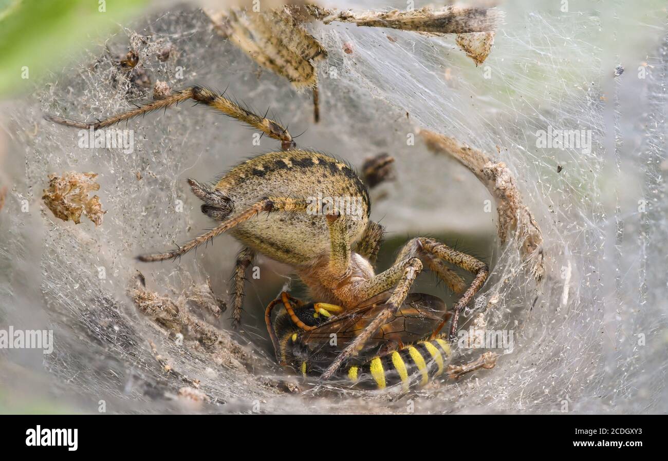 Capturing insects hi-res stock photography and images - Alamy