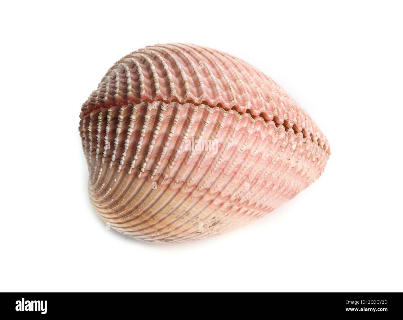Seaside seafood Cut Out Stock Images & Pictures - Alamy