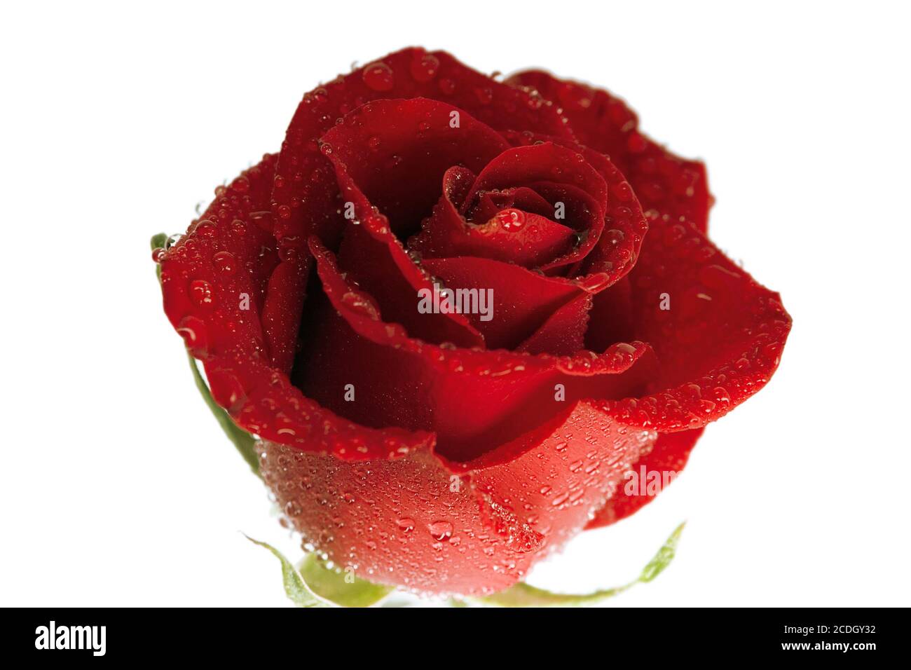 Scarlet rose hi-res stock photography and images - Alamy