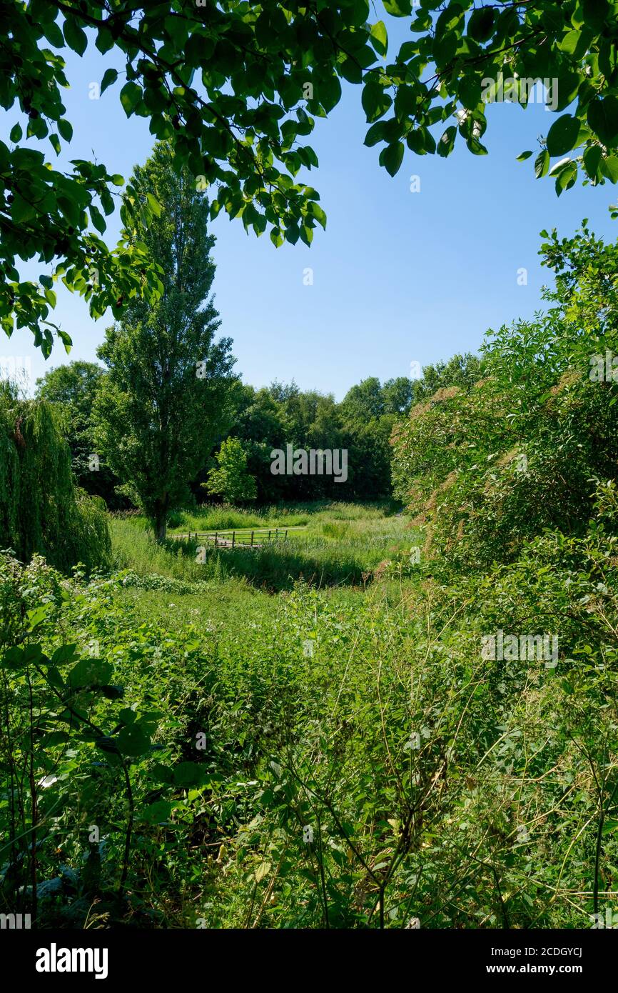 Saturated green hi-res stock photography and images - Alamy