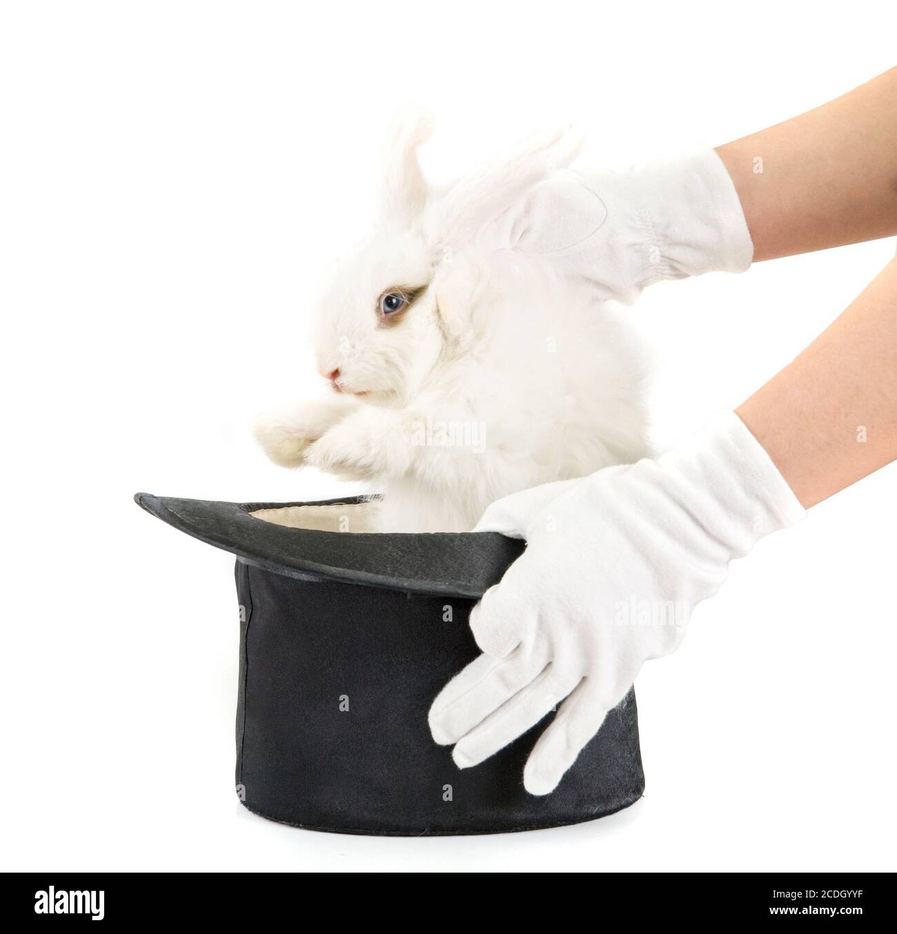 Short haired rabbit hi-res stock photography and images - Alamy