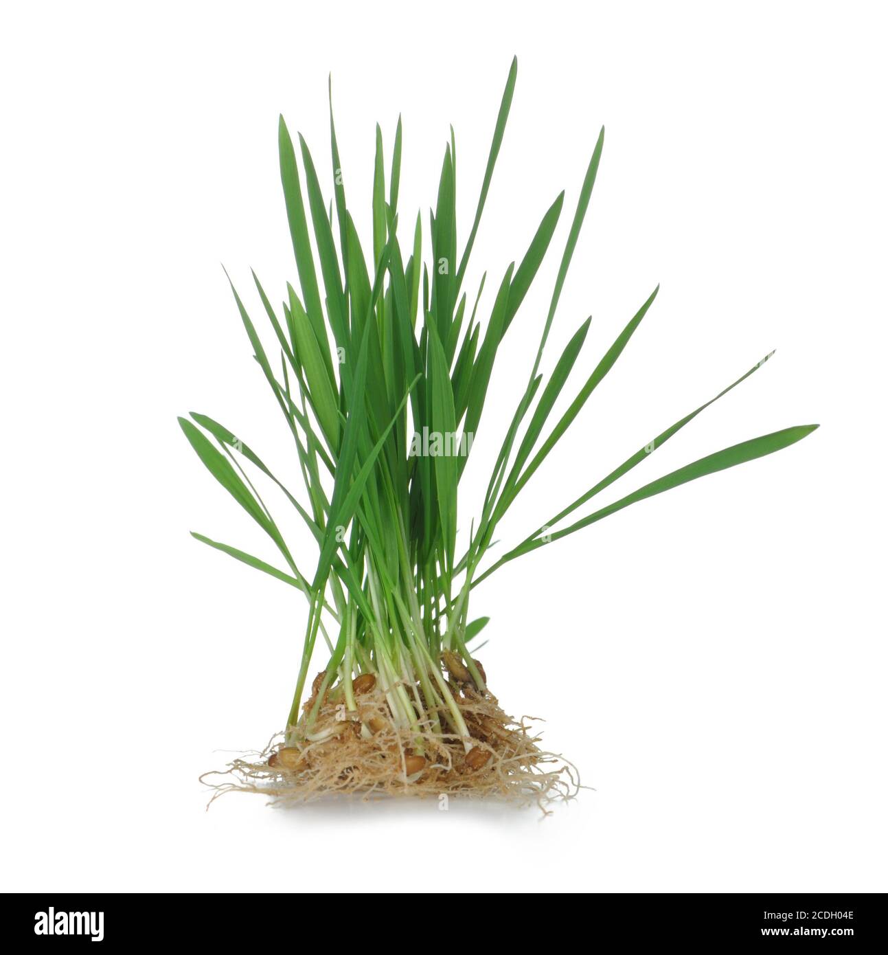 Blades green grass isolated Cut Out Stock Images & Pictures - Alamy