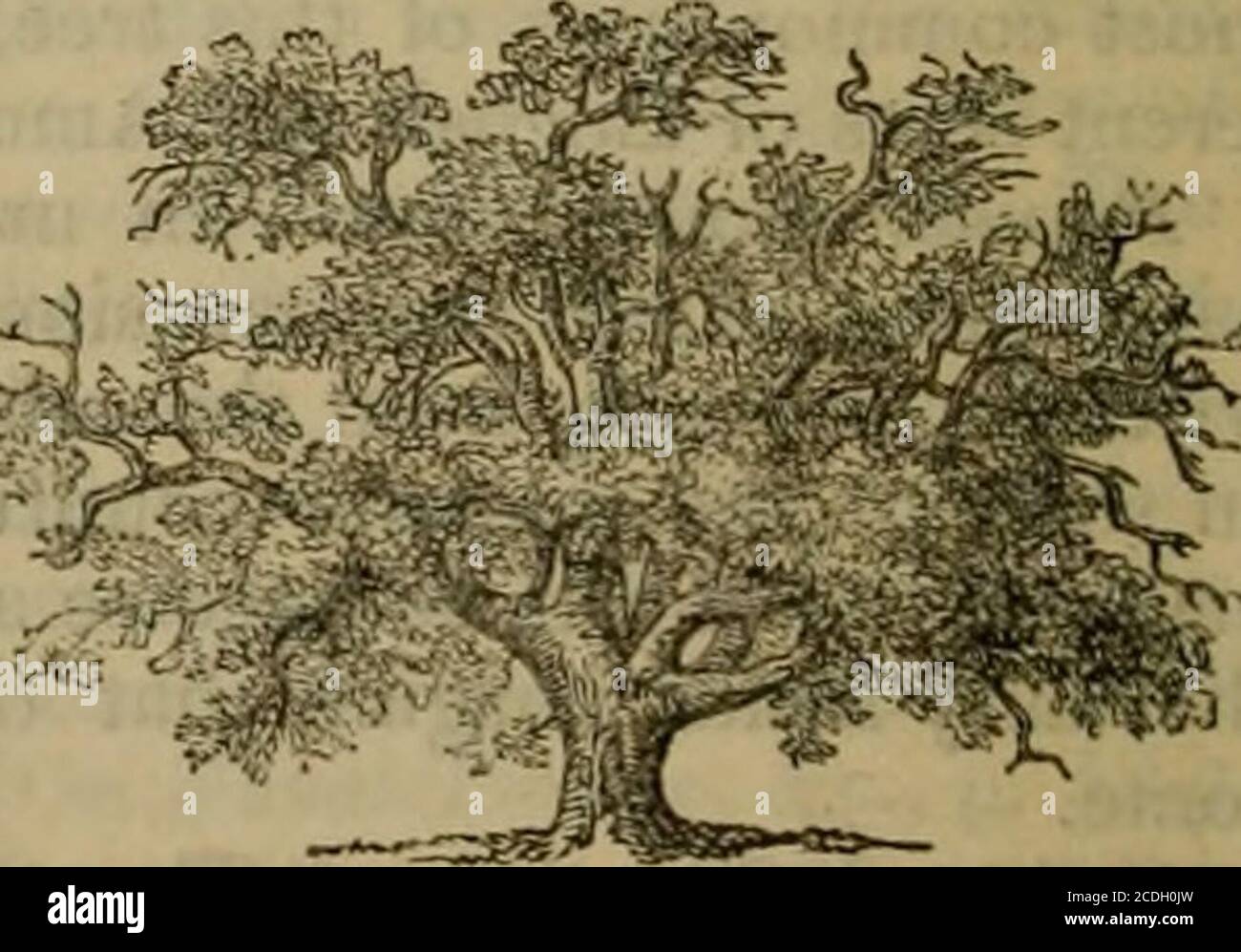 Irish elm hi-res stock photography and images - Alamy