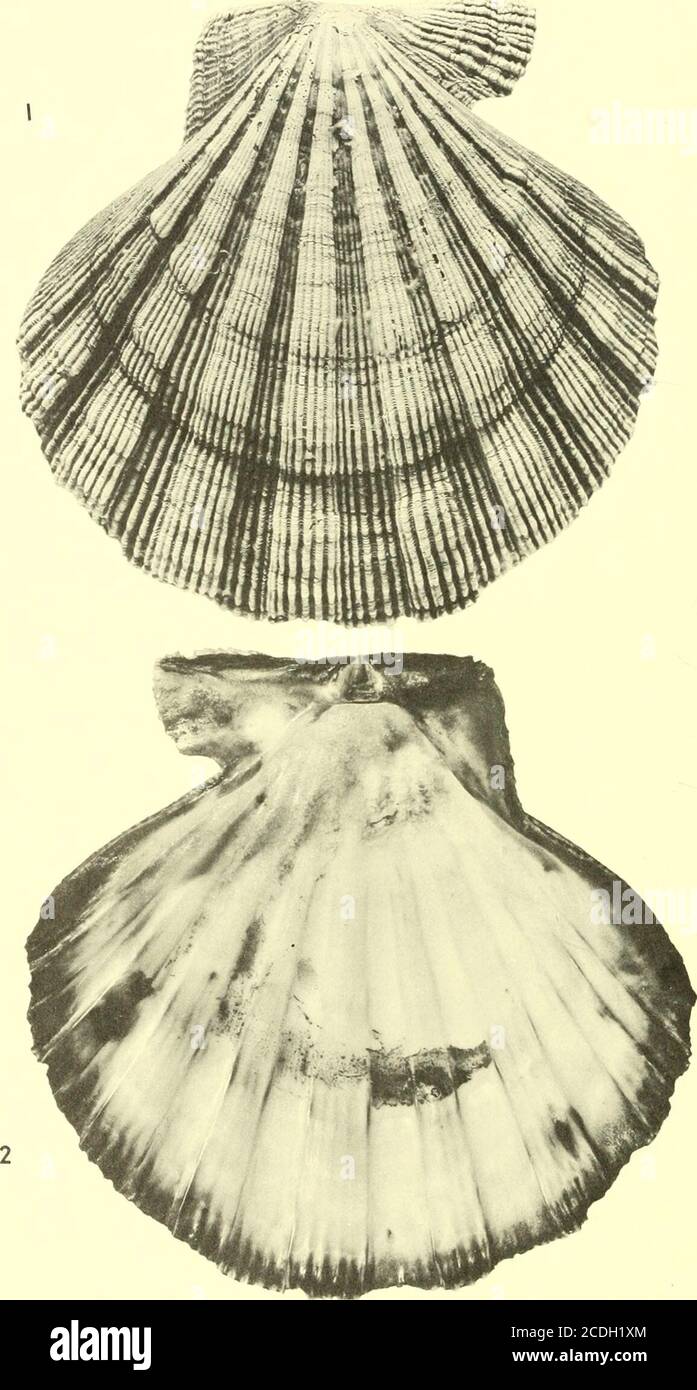 Nodipecten hi-res stock photography and images - Alamy