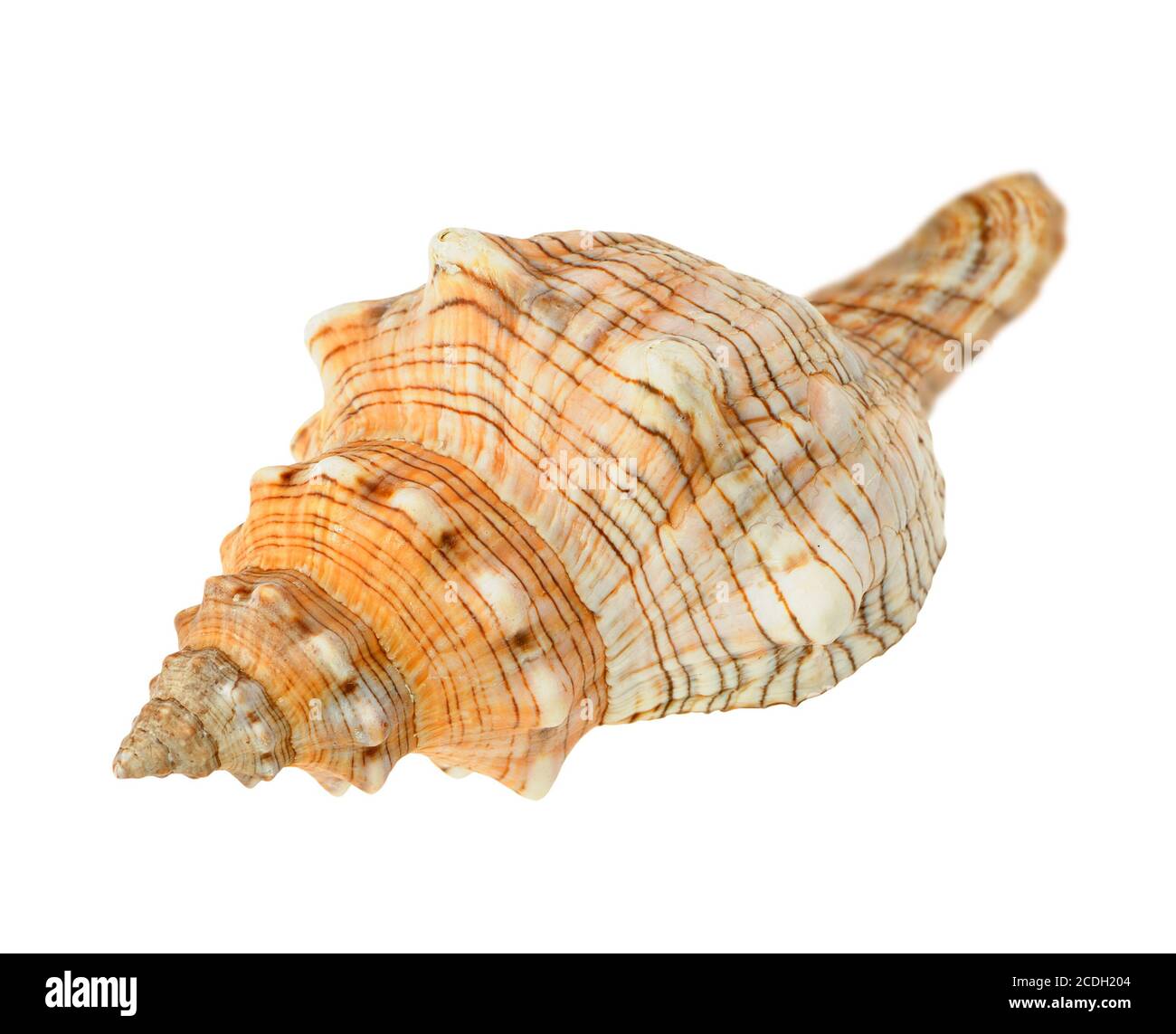 Cockleshell hi-res stock photography and images - Alamy