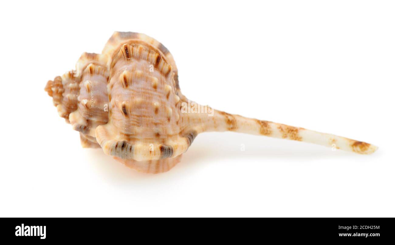 Cockleshell hi-res stock photography and images - Alamy