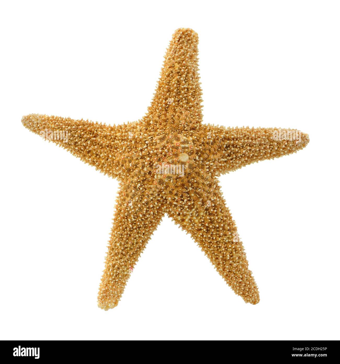 Starfish wildlife Cut Out Stock Images & Pictures - Alamy
