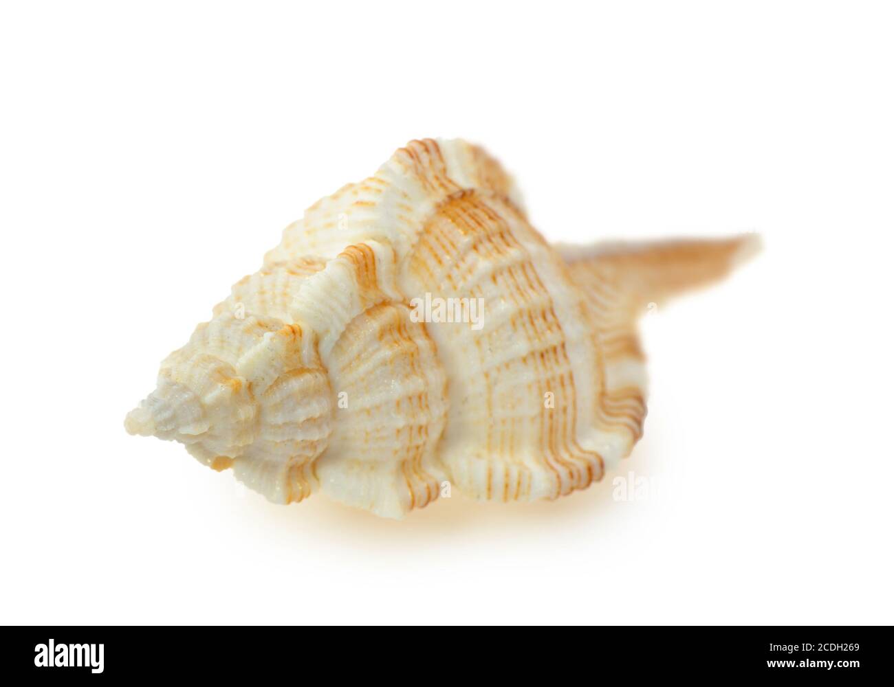 Cockleshell hi-res stock photography and images - Alamy
