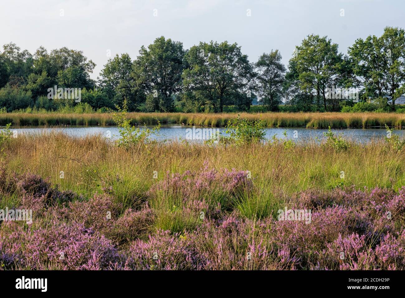 Beautiful pond and heather Stock Photo - Alamy