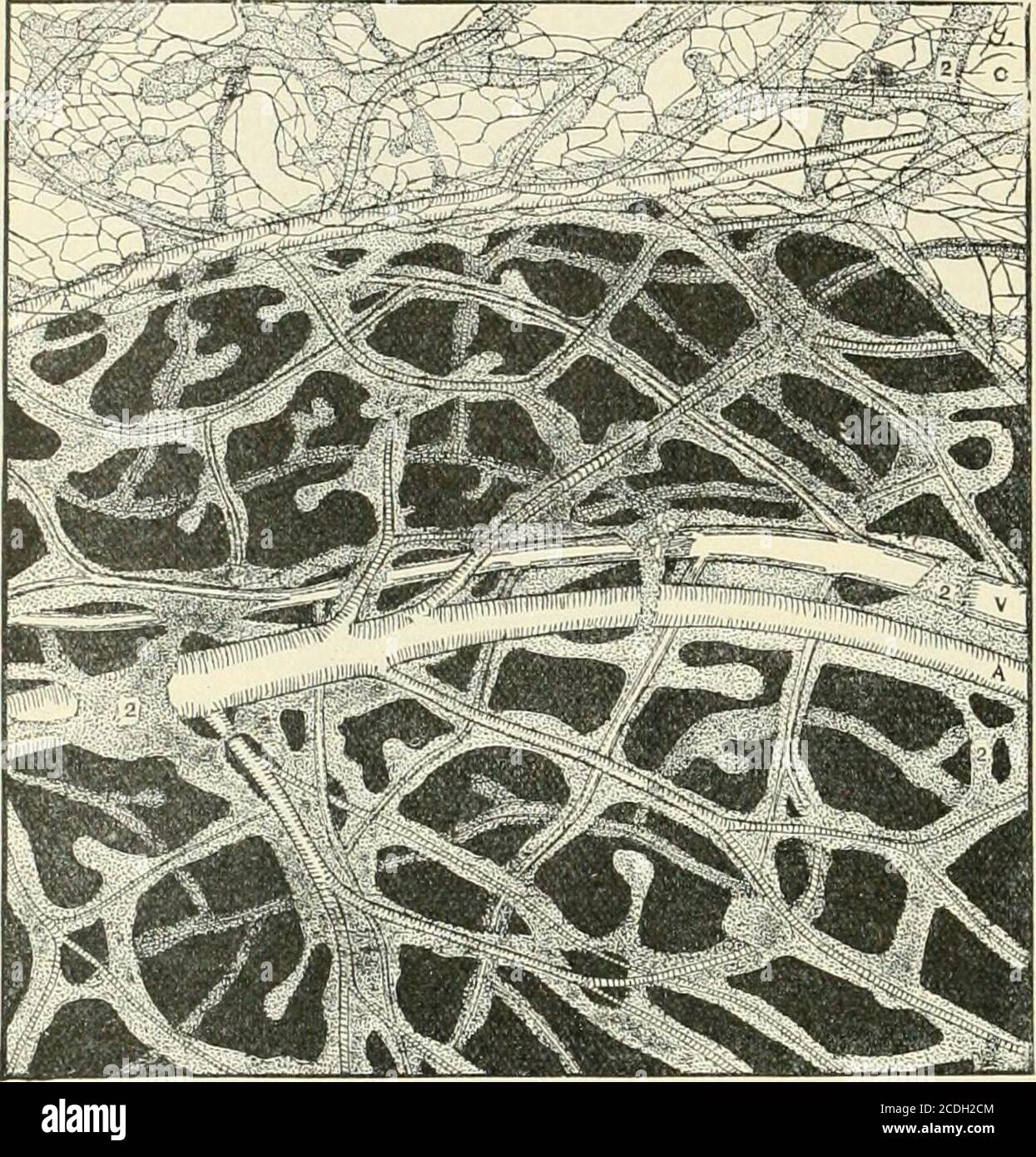 Lymphatic system of a child hi-res stock photography and images - Alamy
