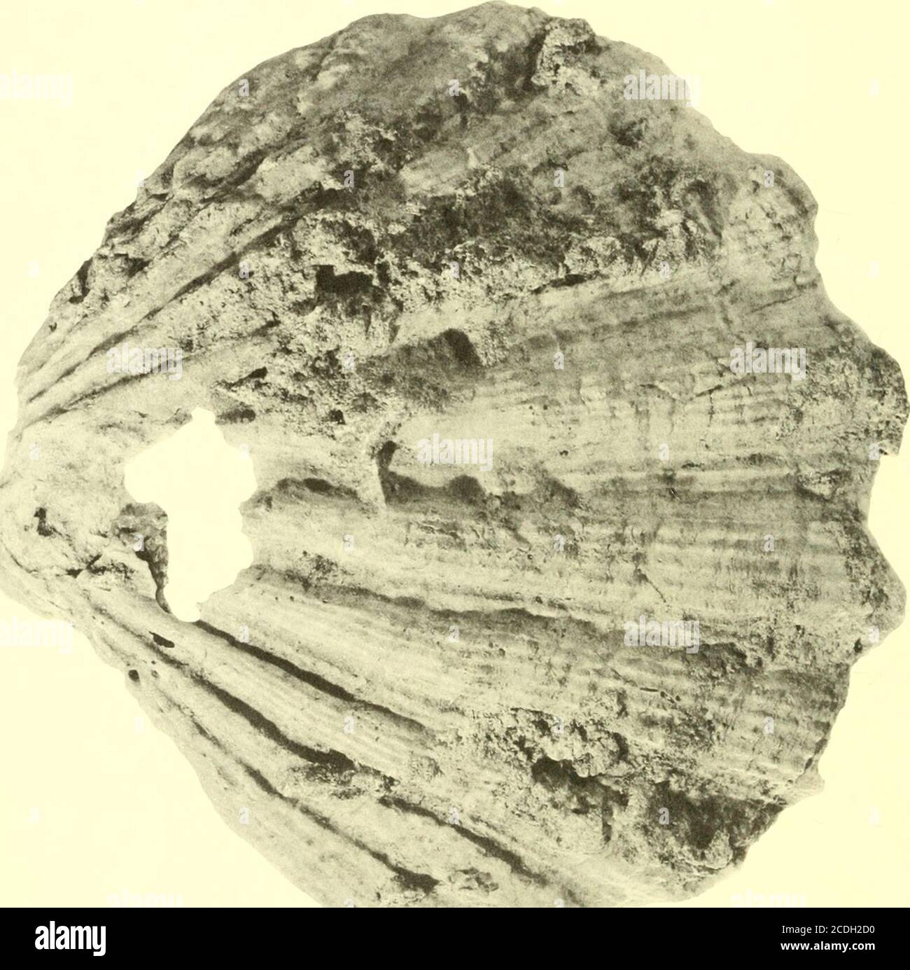 Nodipecten hi-res stock photography and images - Alamy