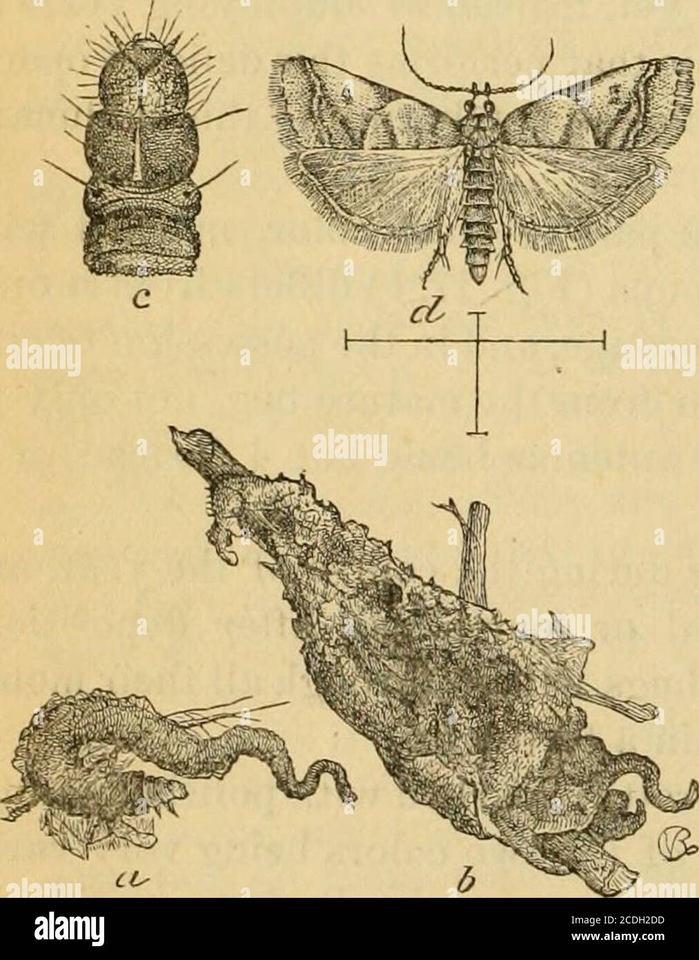 Angels insects hi-res stock photography and images - Alamy