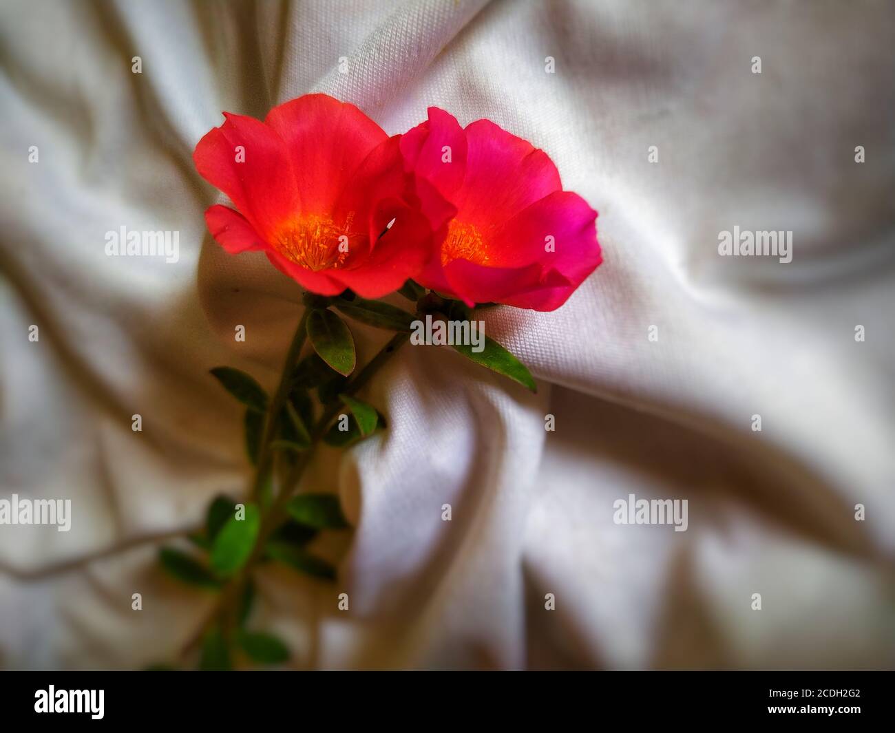 Beautiful red rose on bed white background Stock Photo - Alamy