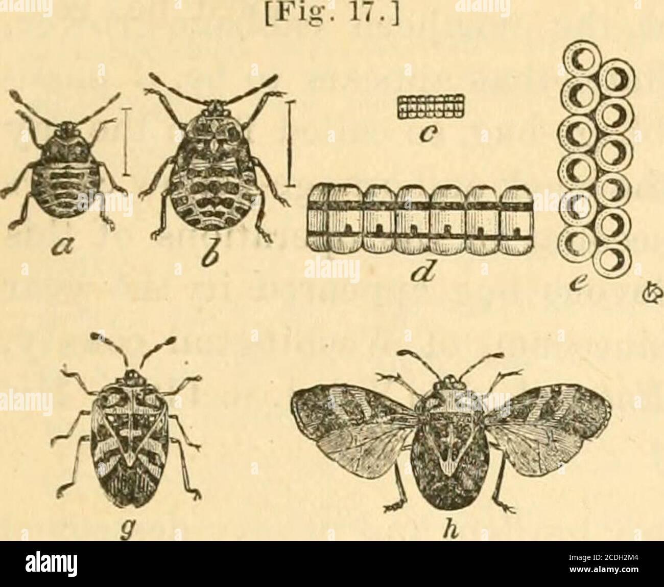 State forming insects hi-res stock photography and images - Alamy