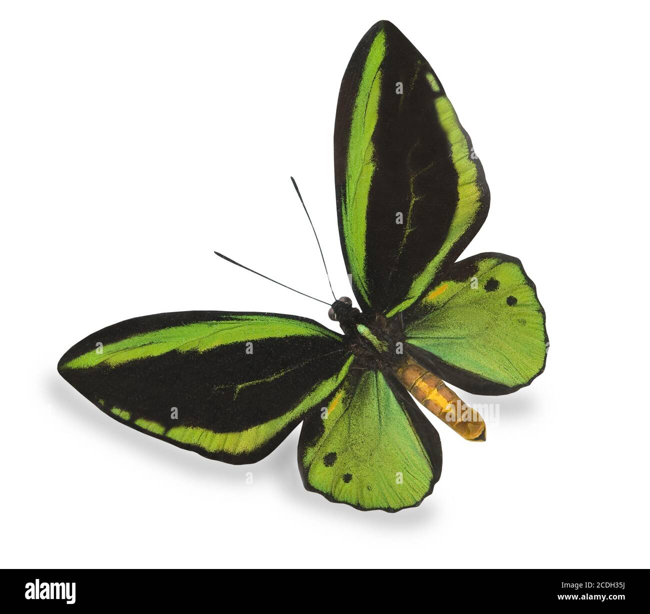 Green butterfly isolated on white Stock Photo - Alamy
