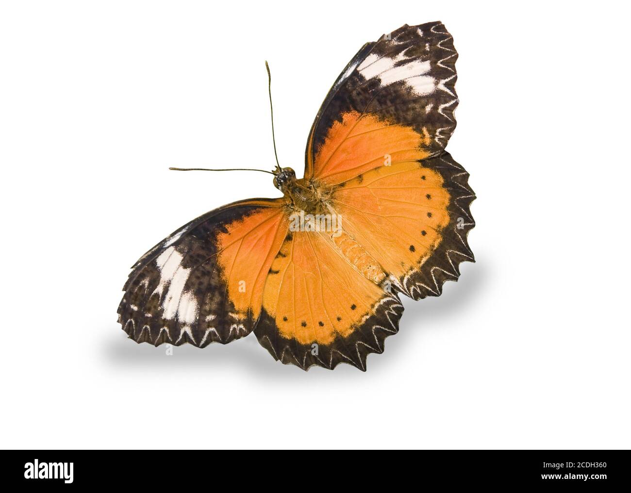 Black and orange butterfly with white spots hi-res stock photography ...