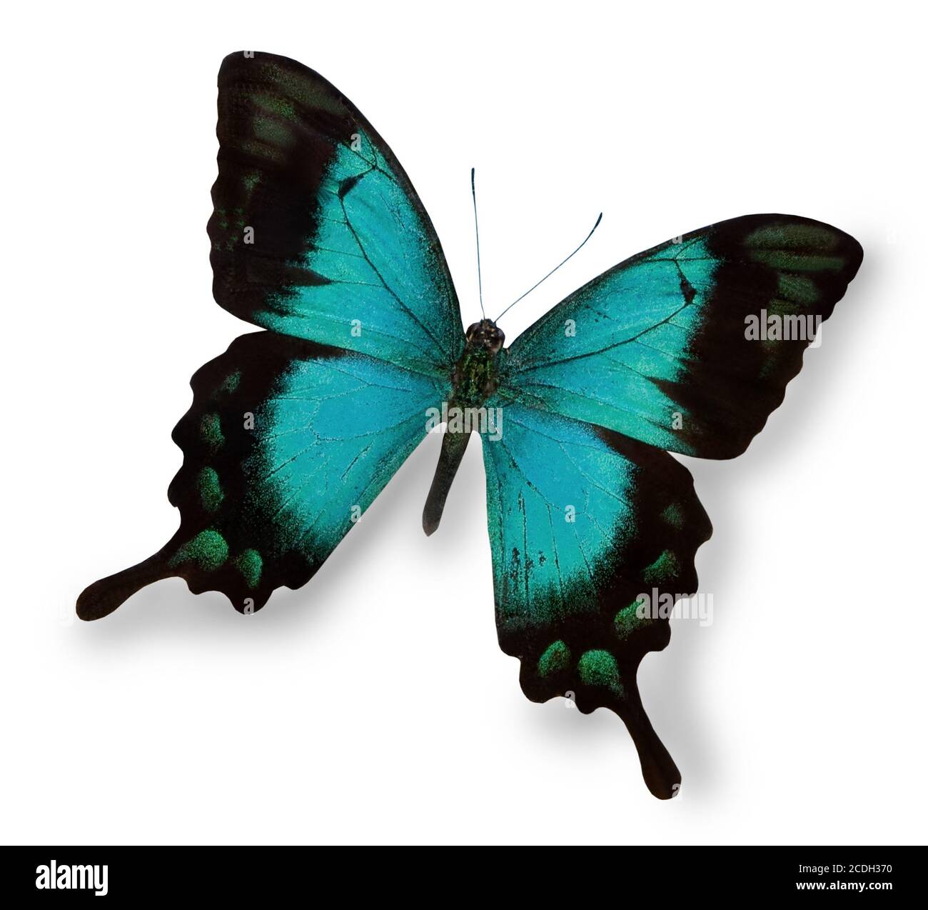 Monarch butterfly blue Cut Out Stock Images & Pictures - Alamy