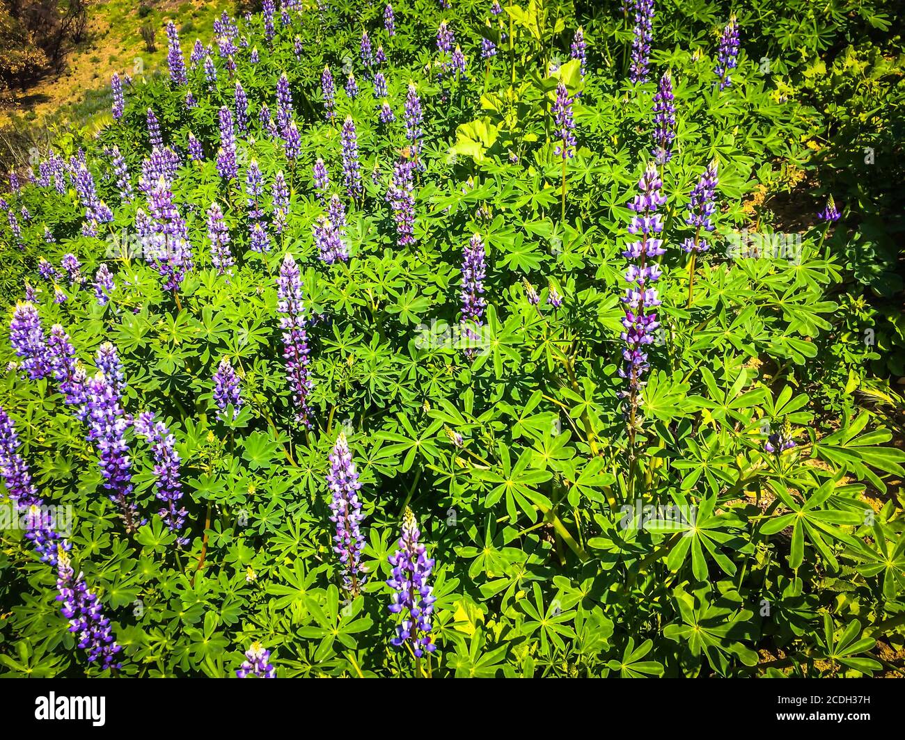 Bluebonnet lupine hi-res stock photography and images - Alamy