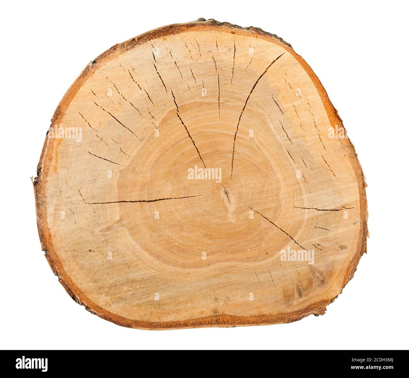 Top view of a birch stump Stock Photo - Alamy