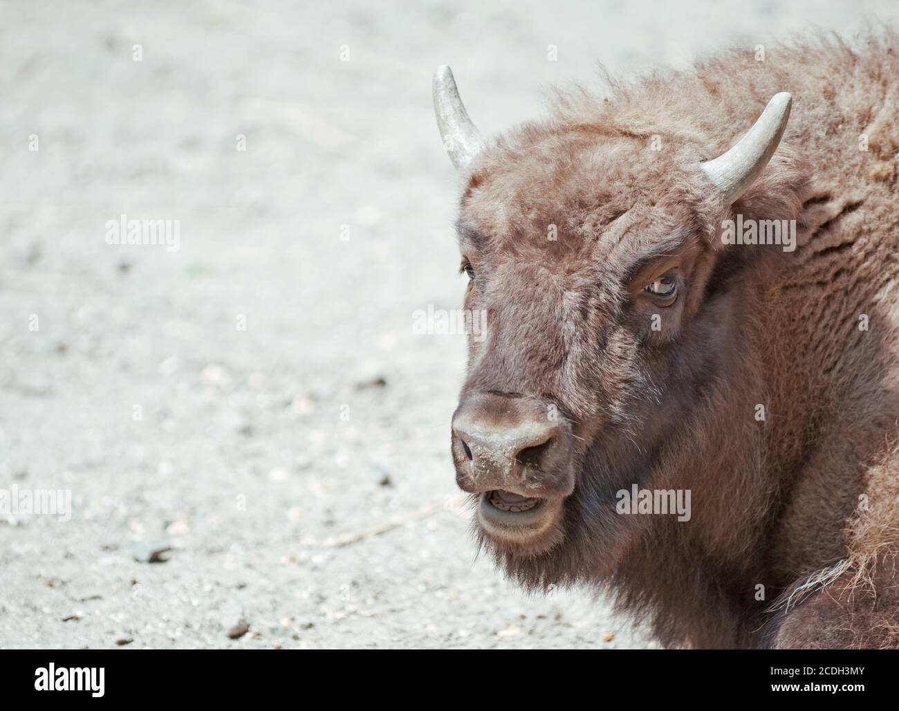 Bull classic hi-res stock photography and images - Alamy