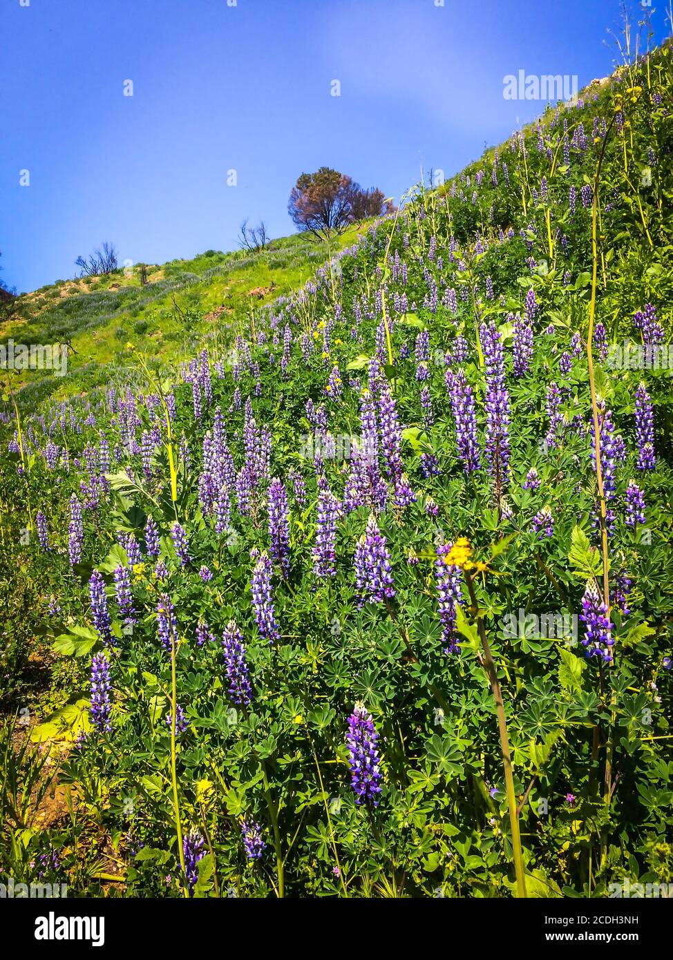 Bluebonnet lupine hi-res stock photography and images - Alamy