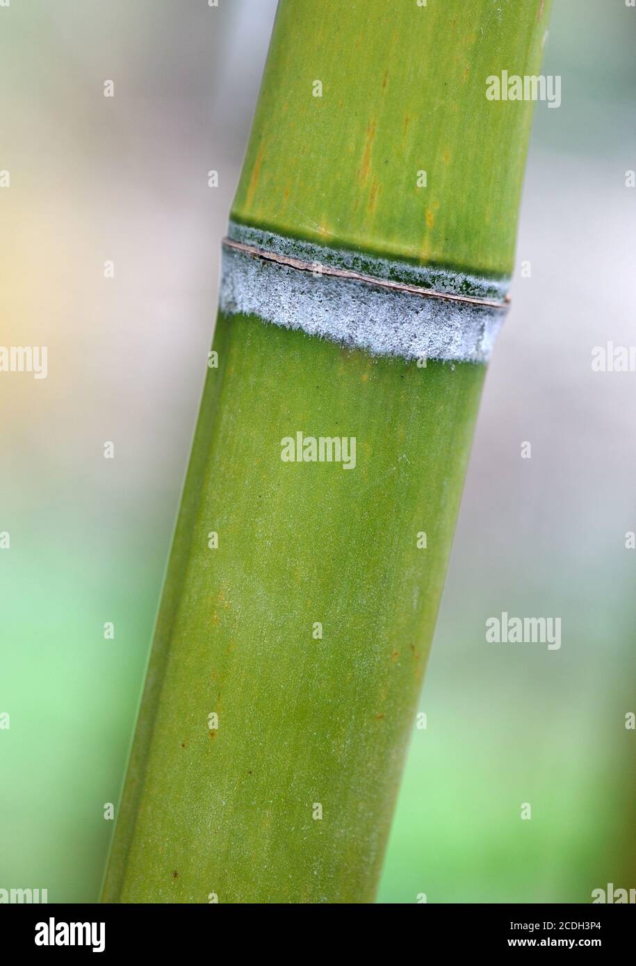 Bamboo like plant hi-res stock photography and images - Alamy