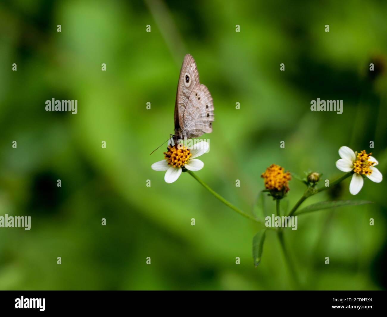 Bidens pisloa hi-res stock photography and images - Alamy
