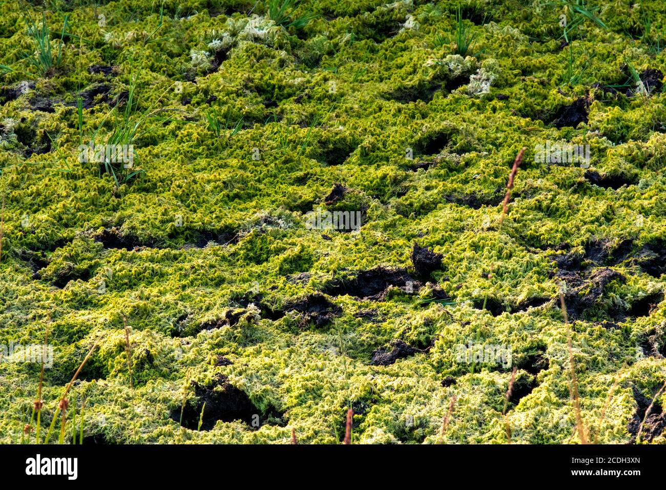 Algae in dried up pond Stock Photo - Alamy