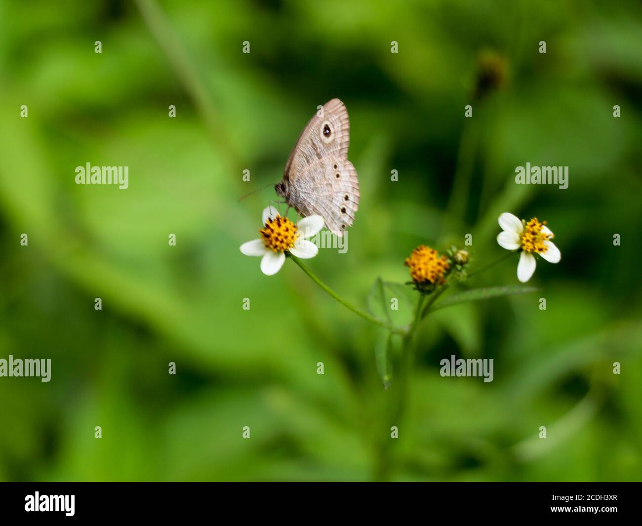 Spanish needle hi-res stock photography and images - Alamy Spanish needle hi-res stock photography and images - Alamy