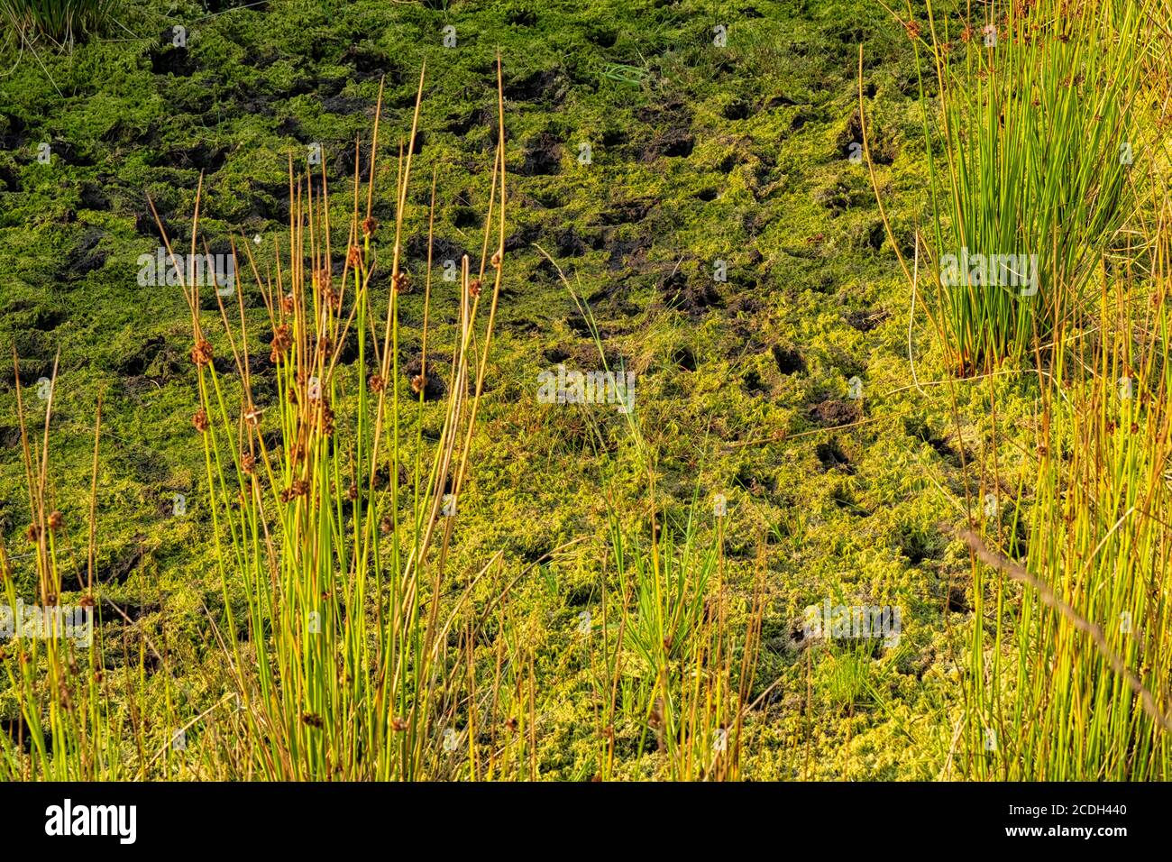 Algae in dried up pond Stock Photo - Alamy
