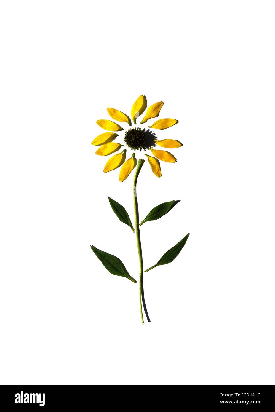 Broken Flower Stem Drawing