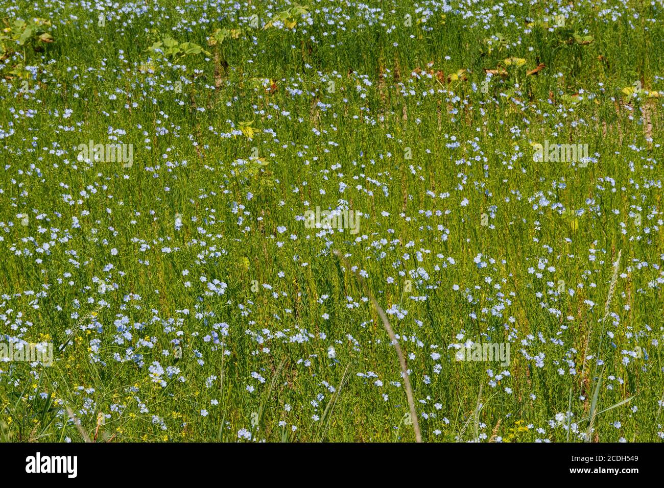 Field of common linen or flax (linum usitatissimum Stock Photo - Alamy