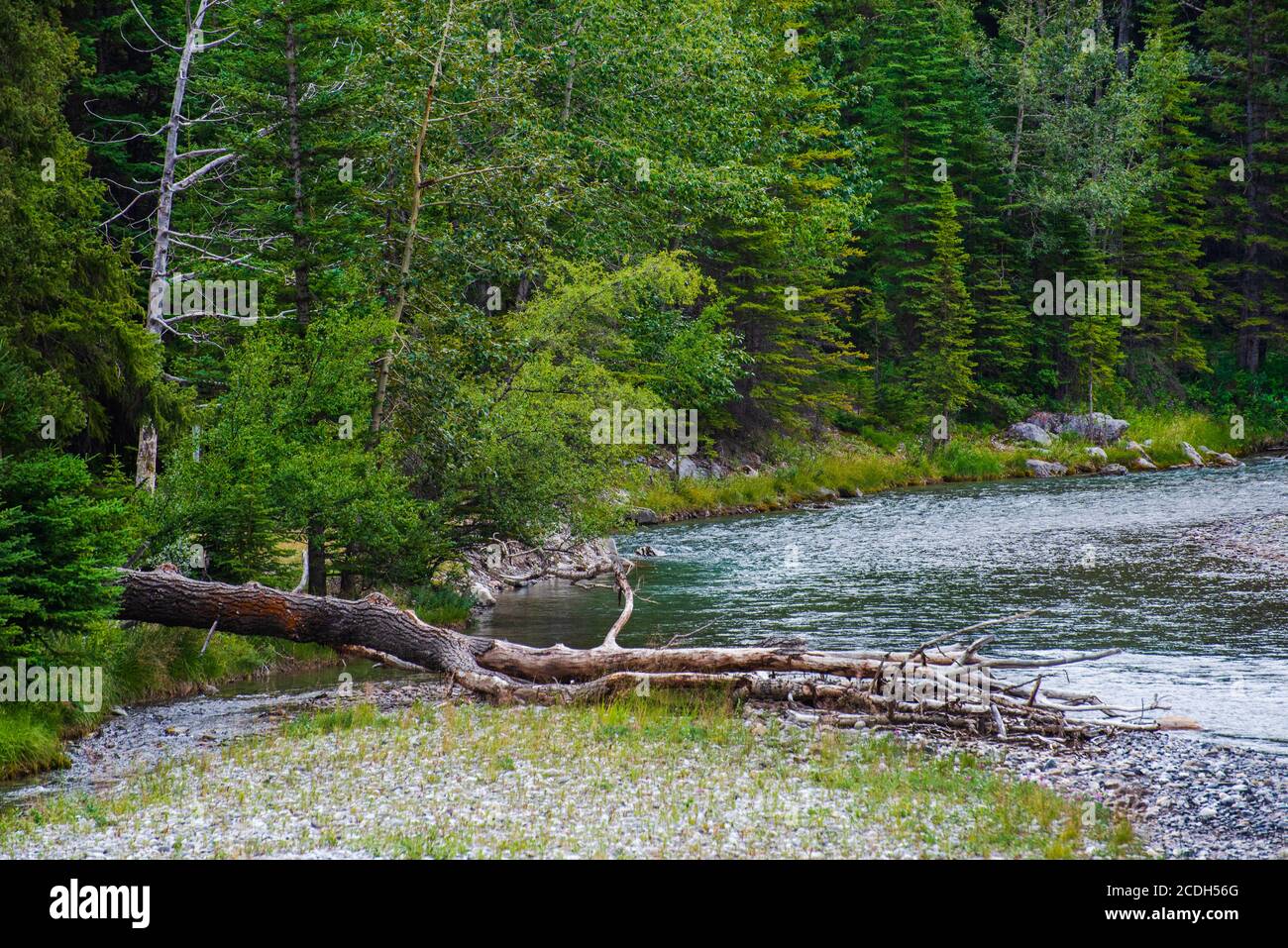 Photo of a cold refreshing stream in the woods in Banff, Canada Stock ...