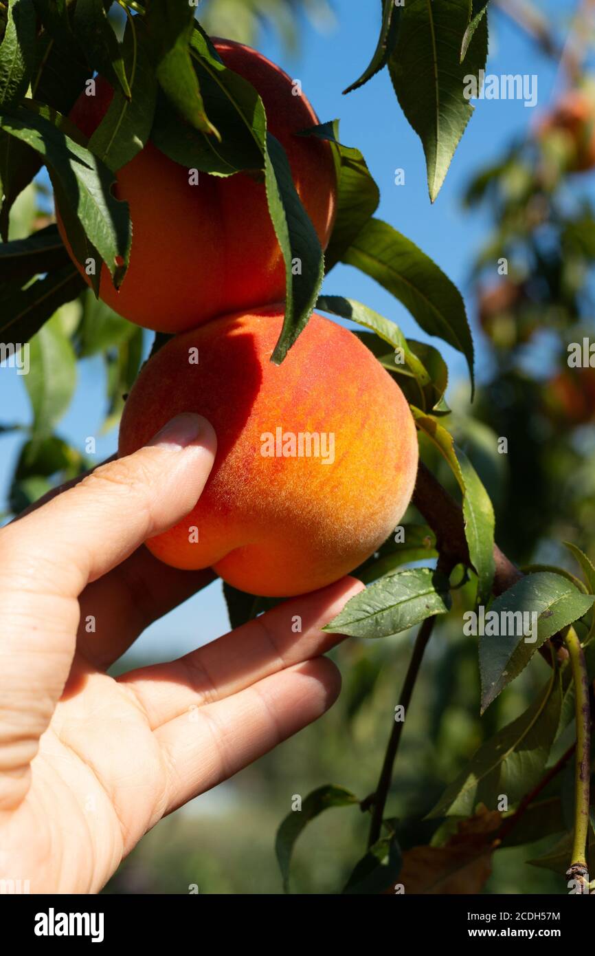Hand touching fruit hi-res stock photography and images - Alamy