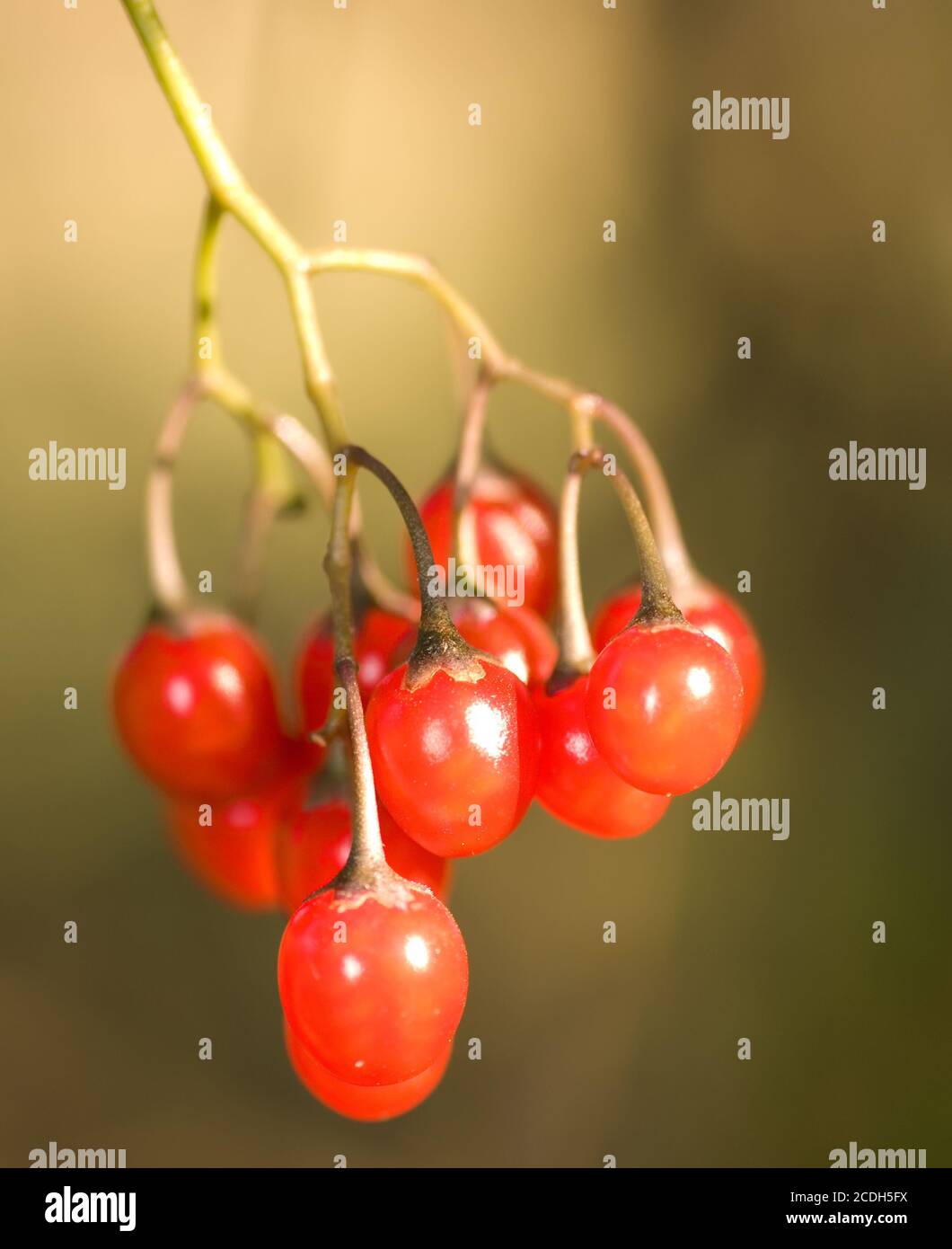 Beautiful rowanberry hi-res stock photography and images - Alamy