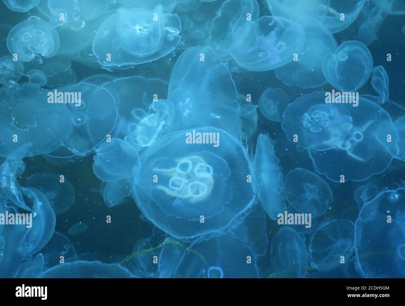 Phosphorescence animals hi-res stock photography and images - Alamy