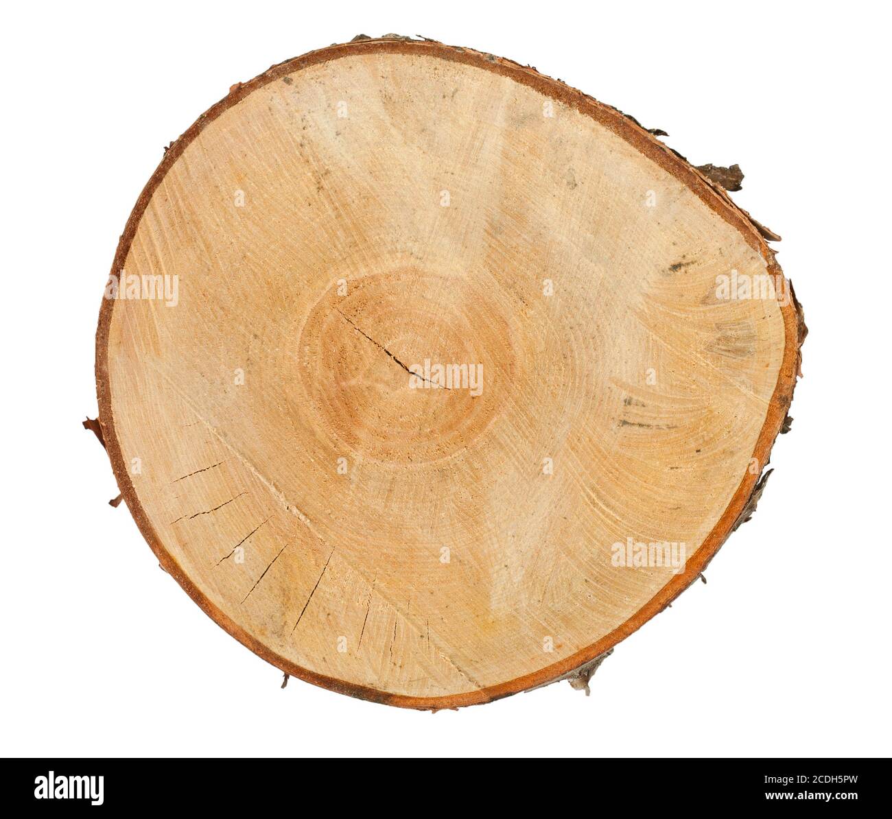 Tree stump detail hi-res stock photography and images - Alamy