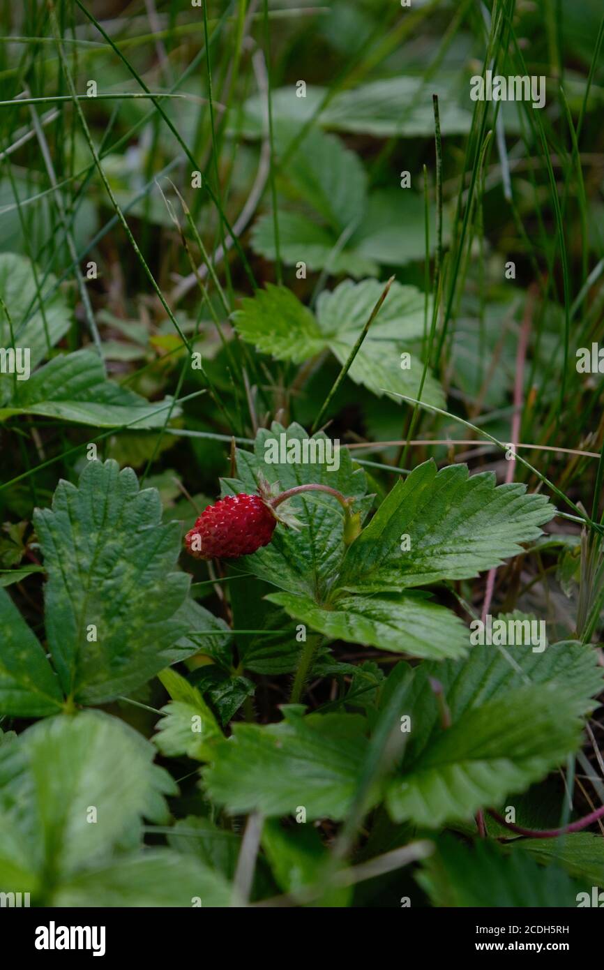 single wild red strawberry and green leaves in the garden no people ...