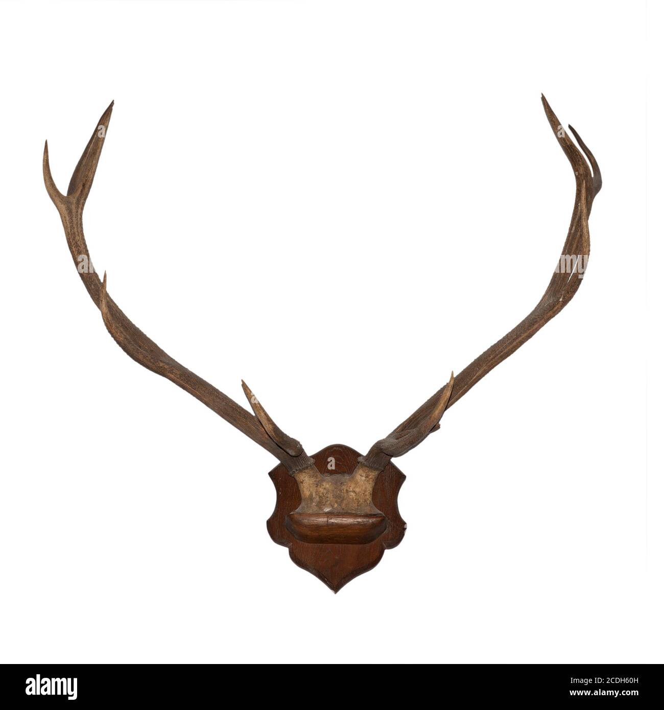 Horns of an animal Stock Photo - Alamy