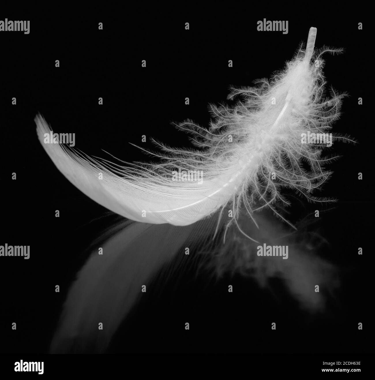 Down feather Black and White Stock Photos & Images - Alamy