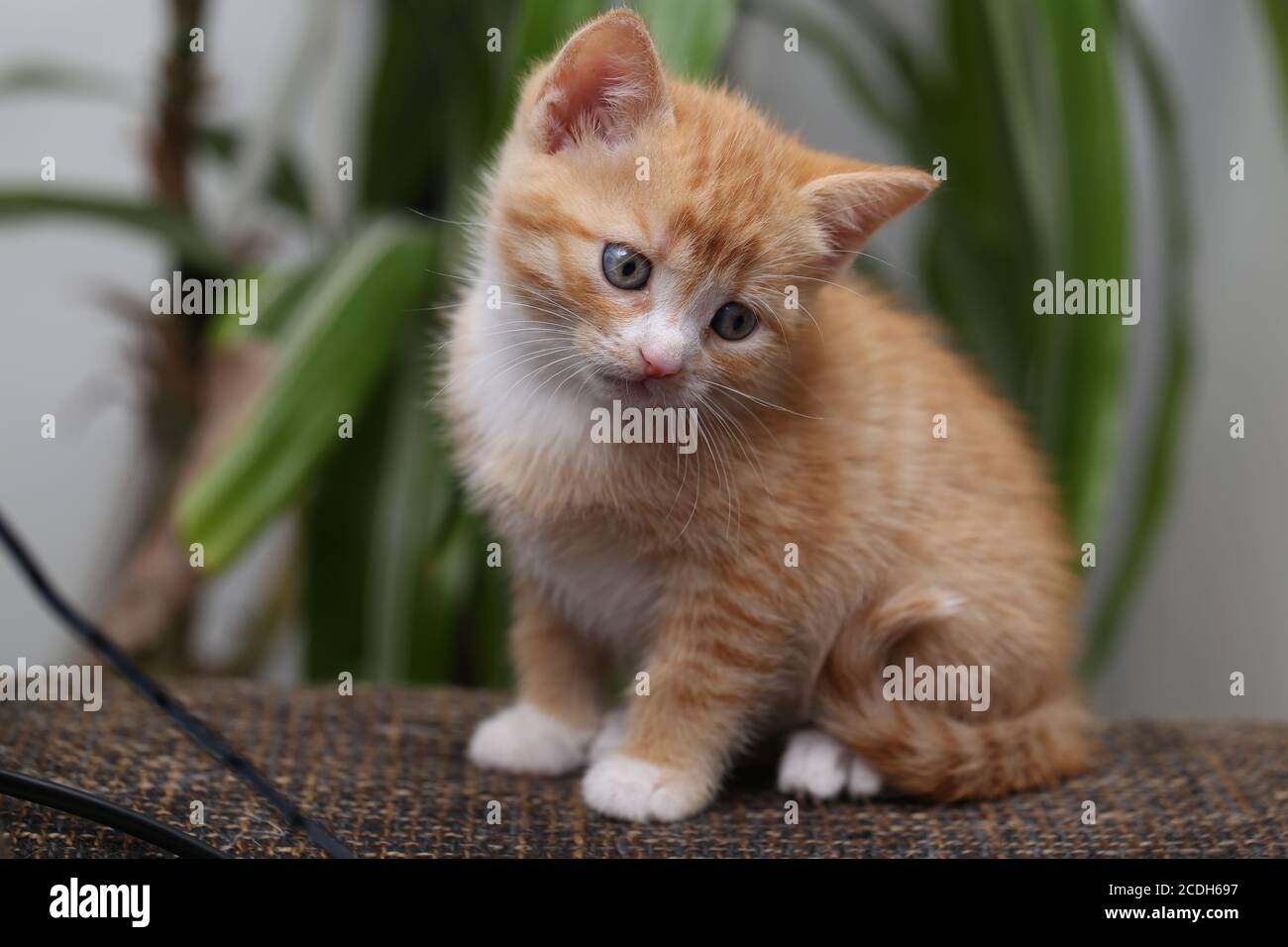 Closeup of a cute ginger kitten with blue eyes Stock Photo - Alamy