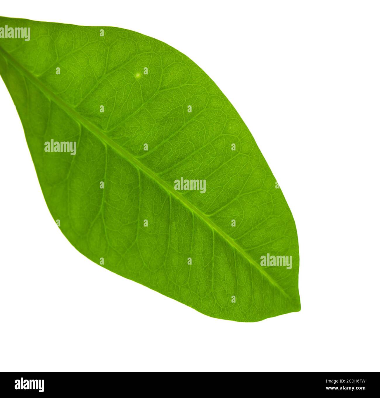 Translucent leaf Cut Out Stock Images & Pictures - Alamy