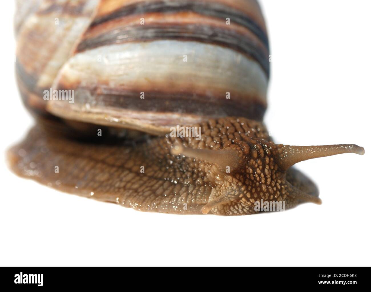 A photo close up snail Stock Photo - Alamy