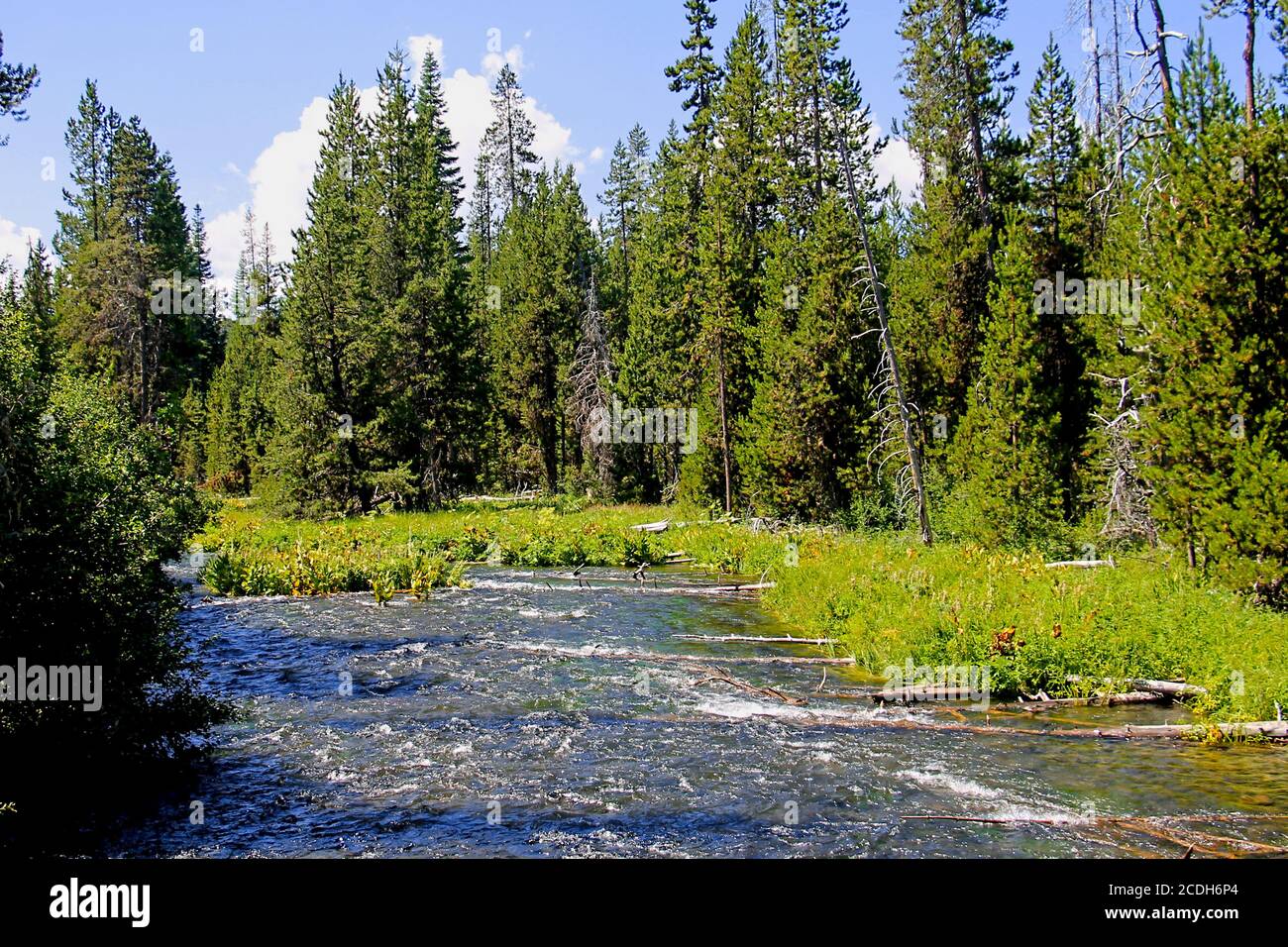 Northwestern landscape with pine trees and water in the summer Stock ...
