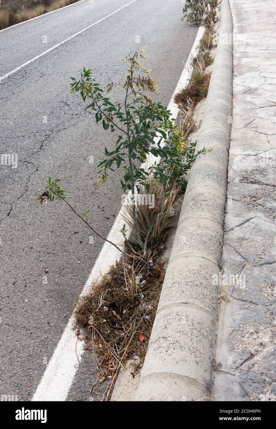 Weed tarmac hi-res stock photography and images - Alamy