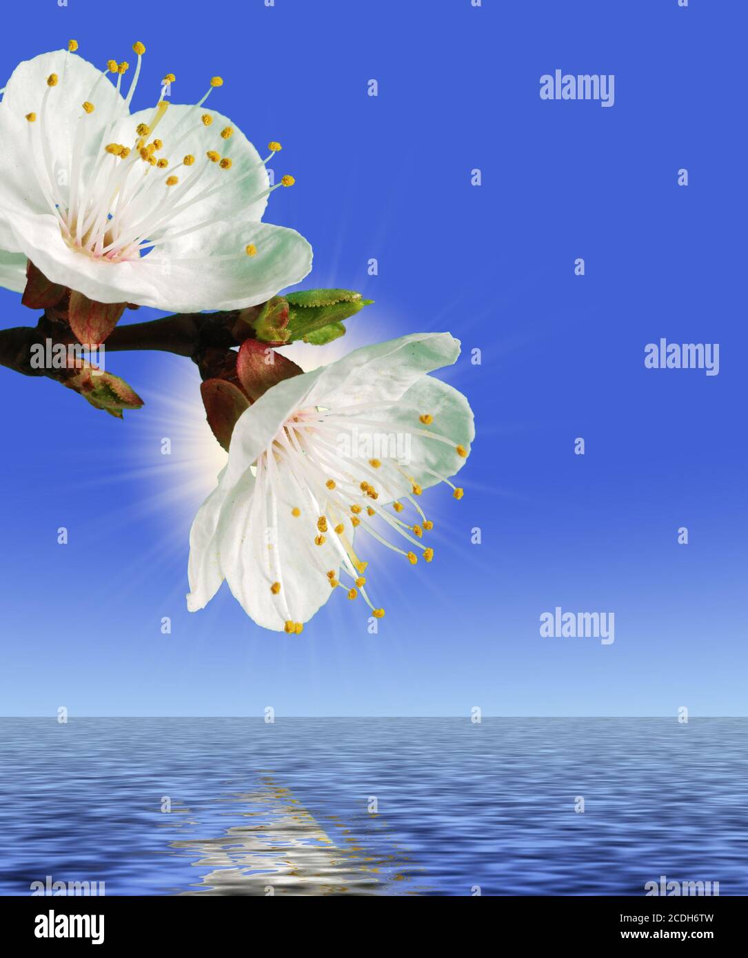 Flower water splashing hi-res stock photography and images - Alamy