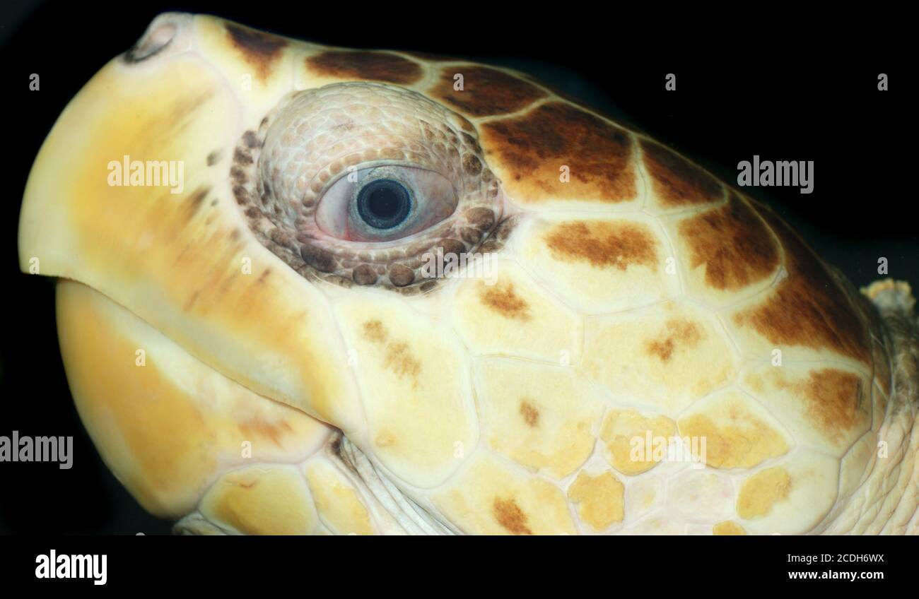 Turtle wide hi-res stock photography and images - Alamy