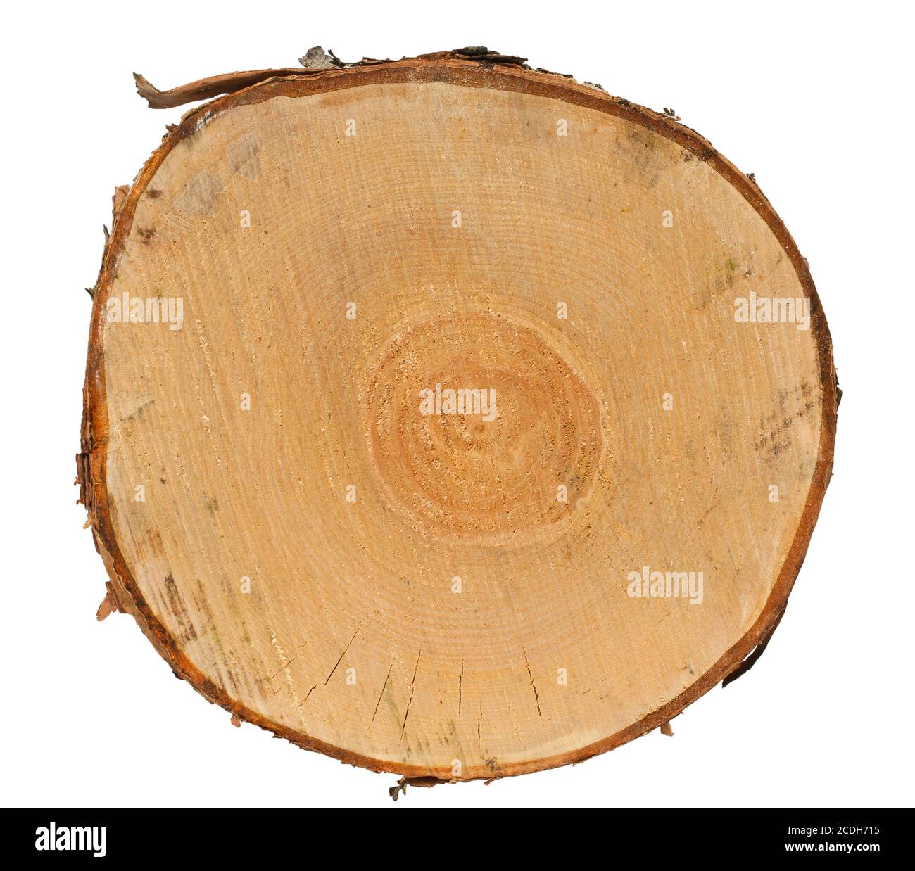 Cross section log white Cut Out Stock Images & Pictures - Alamy