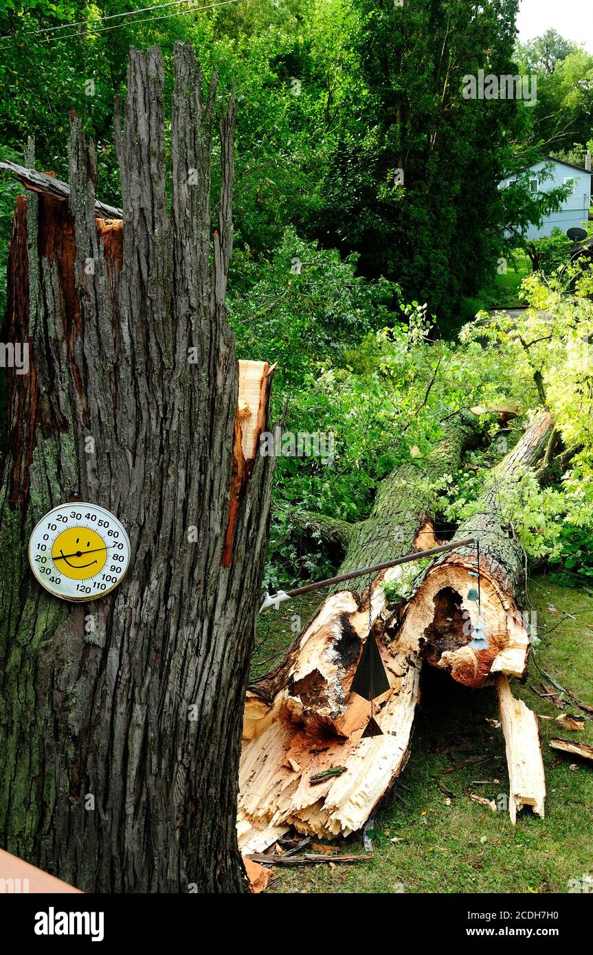 Giant maple tree downed by wind storm next to house Stock Photo - Alamy